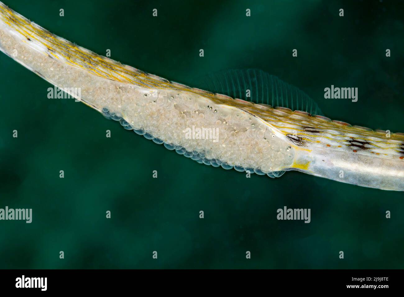 This male yellow scribbled pipefish, Corythoichthys sp, is holding the ...