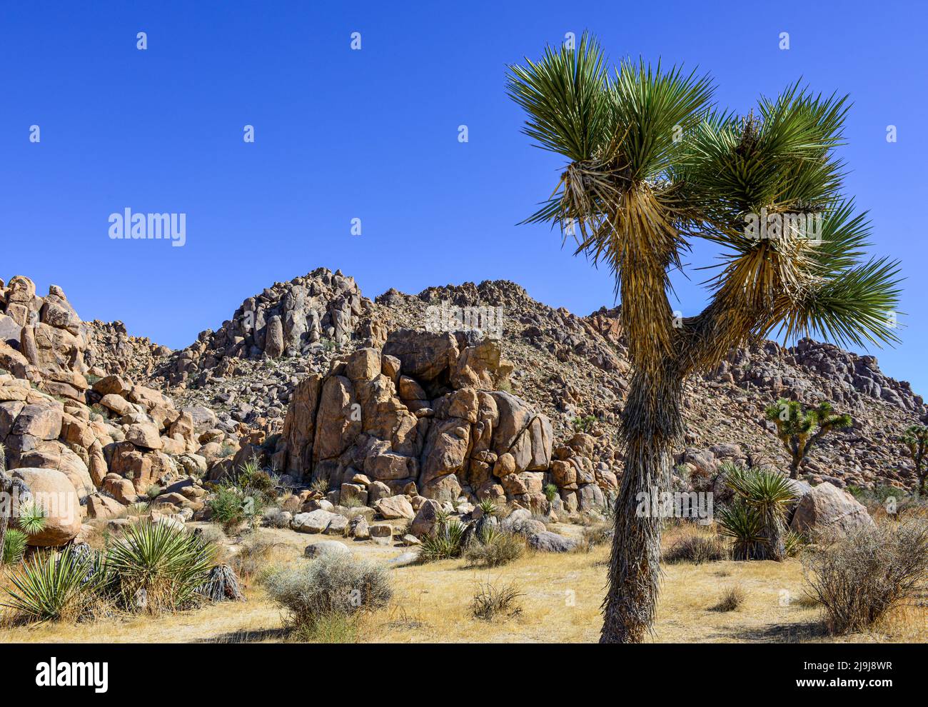 The unique Joshua tree with it's bearded- trunk and spiky leaves in the ...