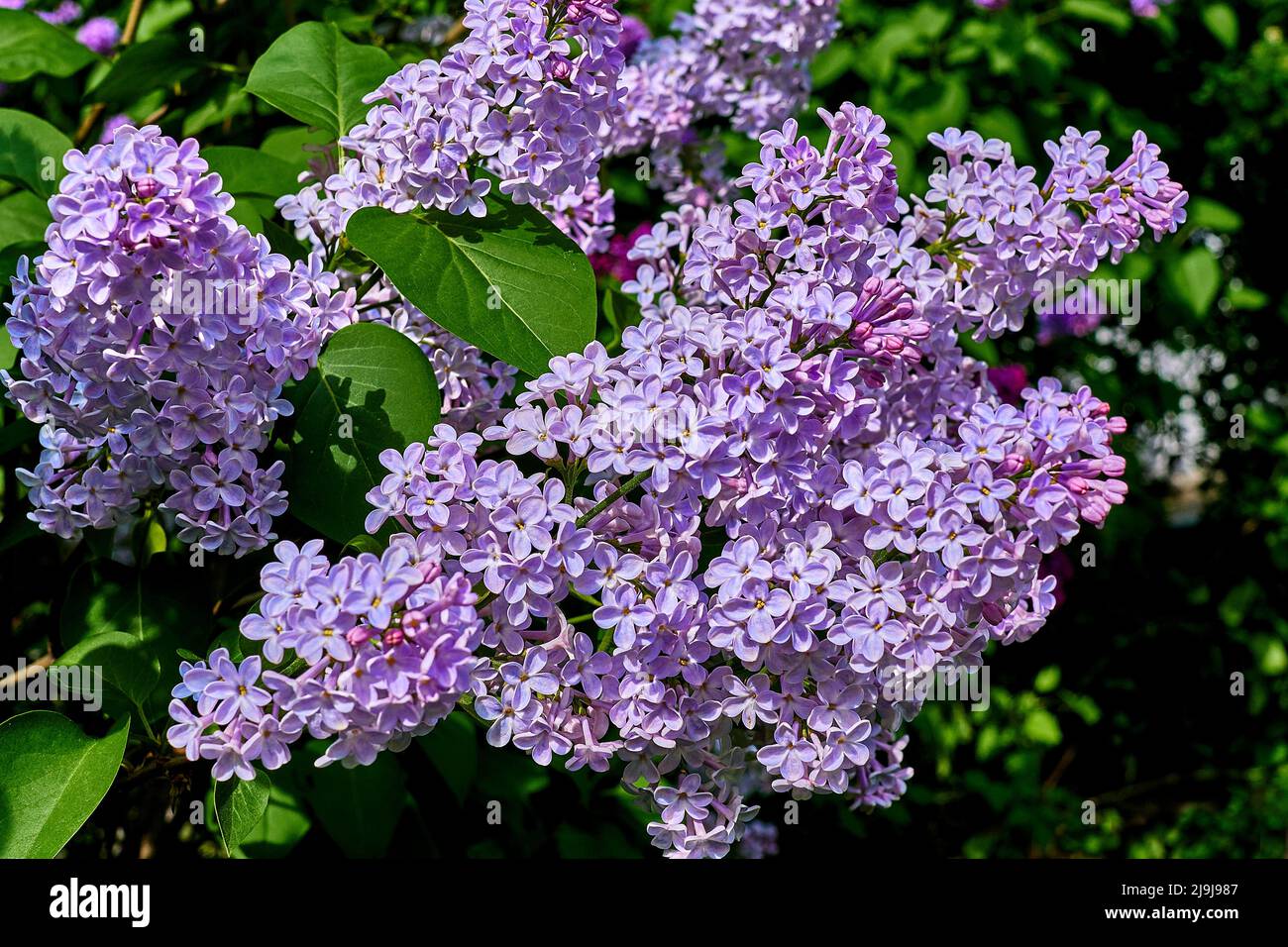 Bright rich bouquet of lilacs in a greenery dance Stock Photo - Alamy