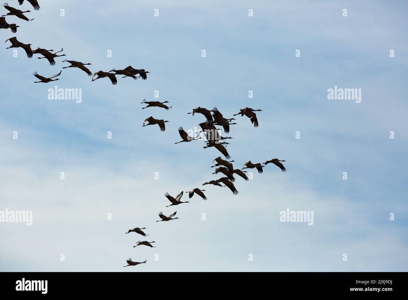 View flock birds soaring hi-res stock photography and images - Alamy