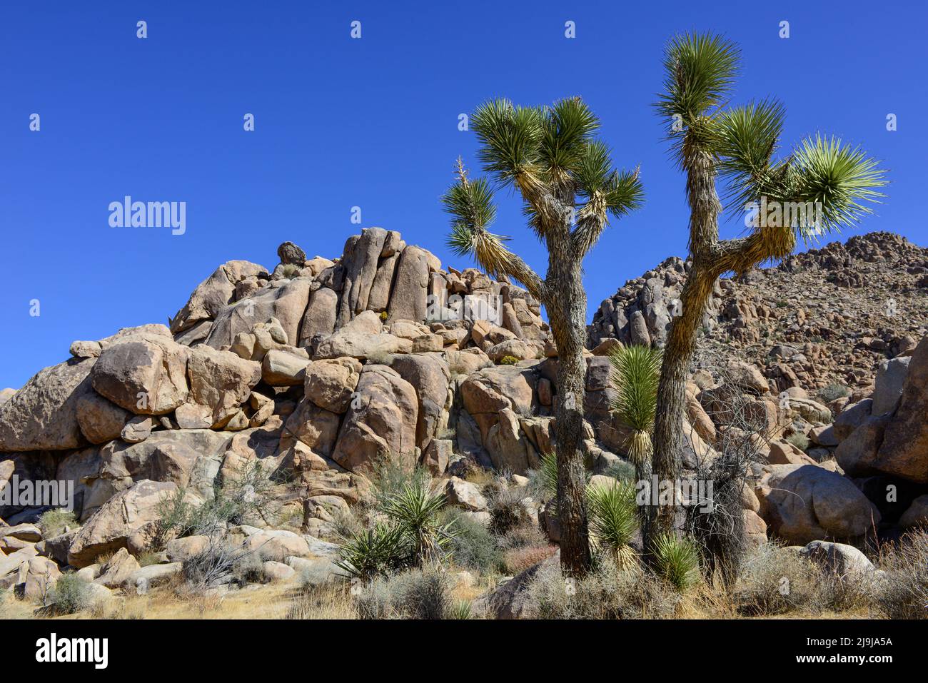 The unique Joshua tree with it's bearded- trunk and spiky leaves in the ...