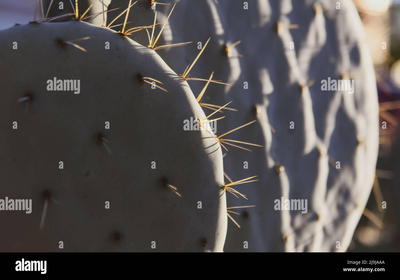 Microdasys cactus. Cactus backdround, cacti design pattern Stock Photo ...
