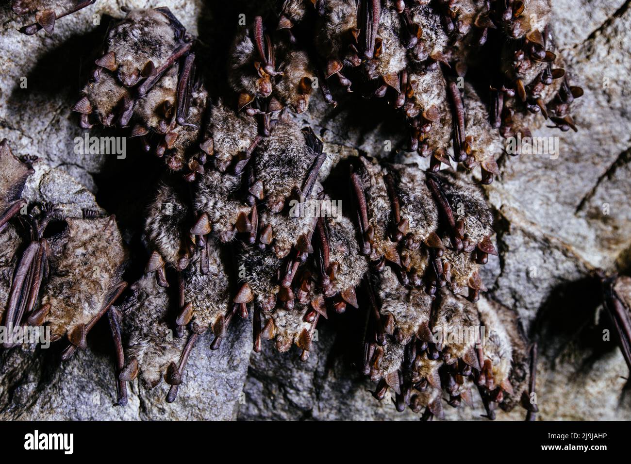 Sleeping bats hi-res stock photography and images - Alamy