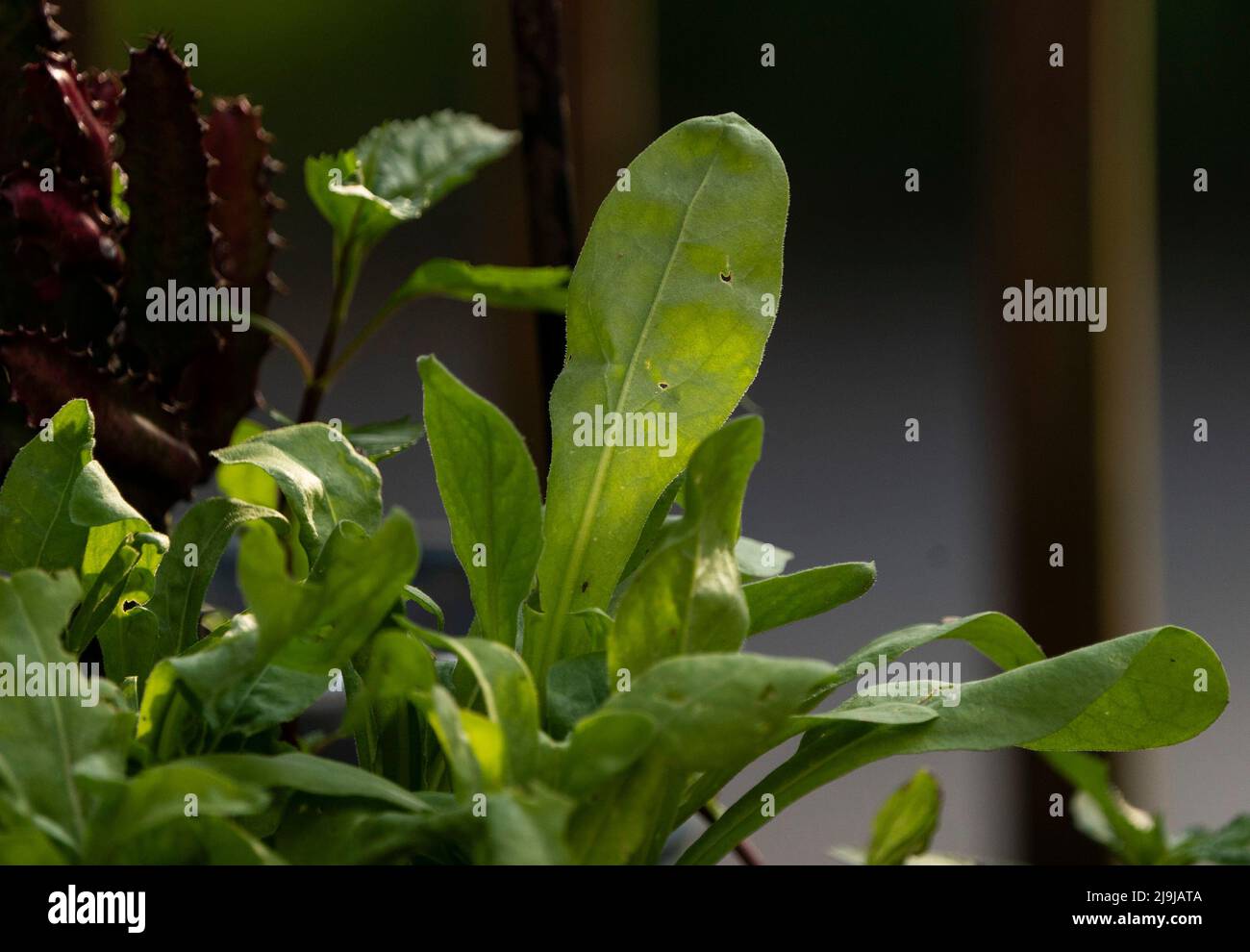 Leaves sprouting hi-res stock photography and images - Alamy