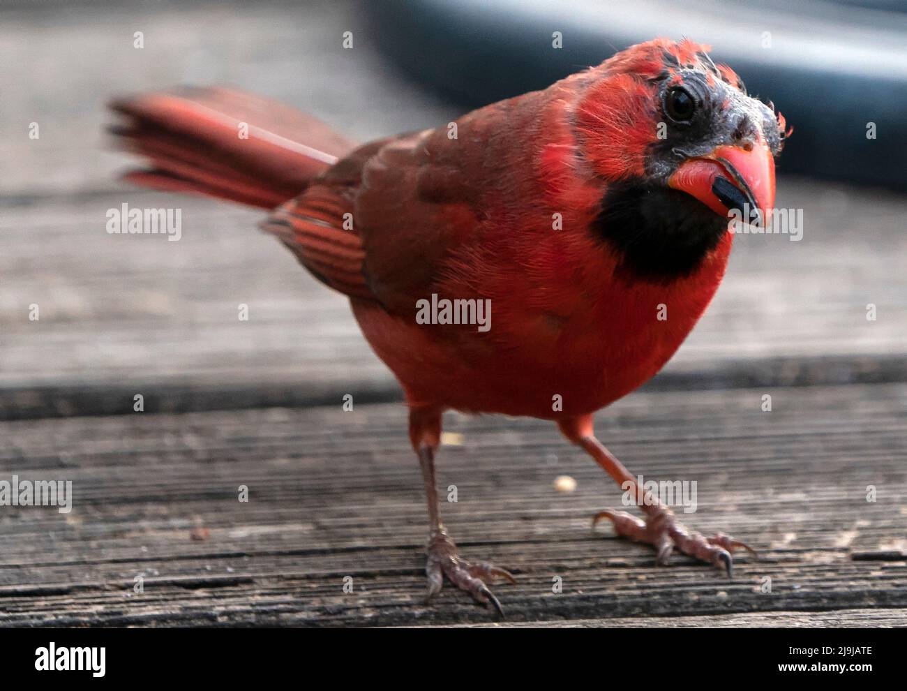 Northern Cardinal walks the backyard deck Stock Photo - Alamy