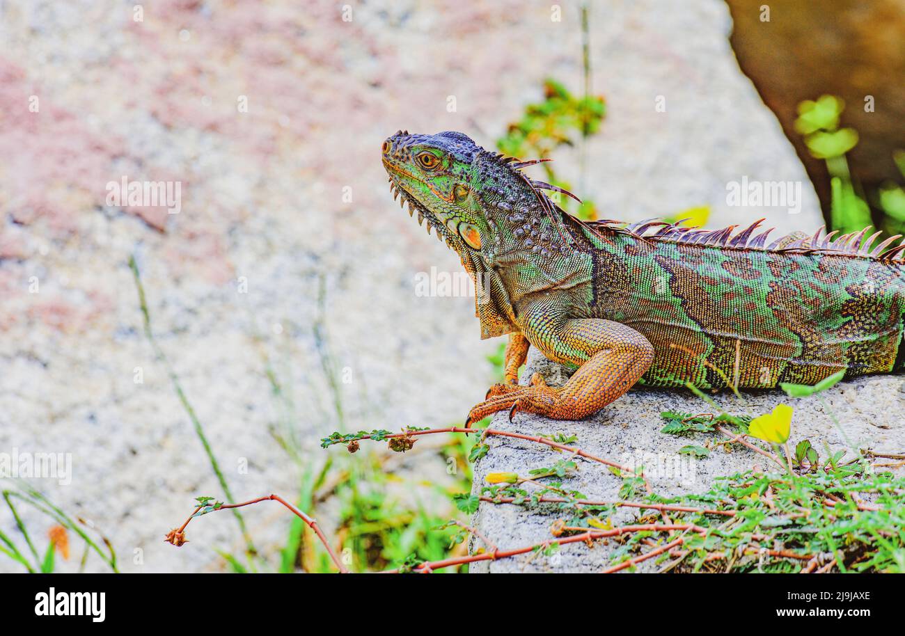 Green iguana, also known as the American iguana, lizard of the g Stock ...