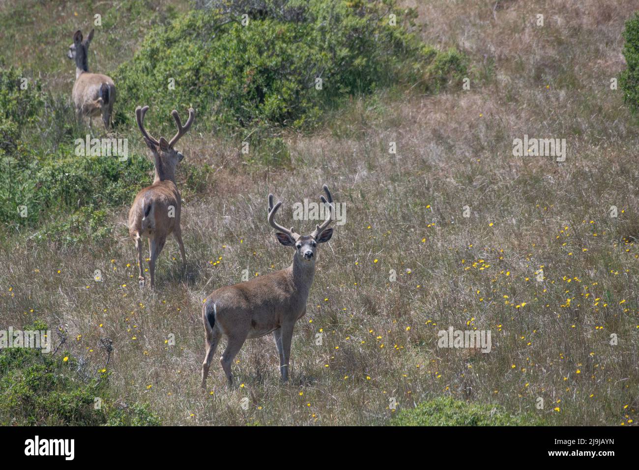 Black-tailed deer (Odocoileus hemionus columbianus) from Point Reyes ...