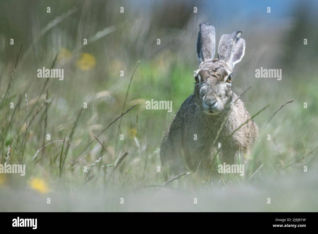 A black-tailed jackrabbit (Lepus californicus) in a meadow within Point ...