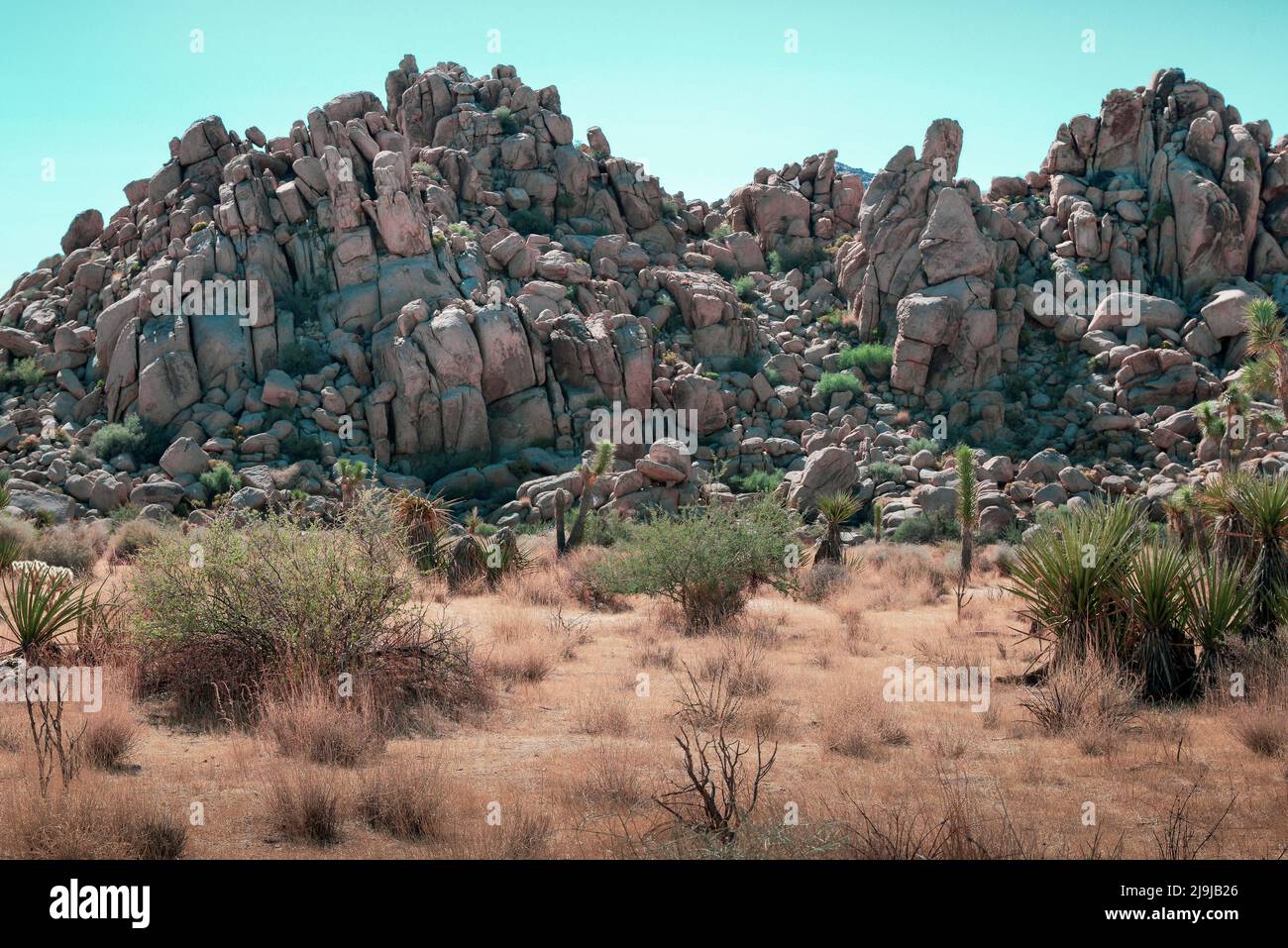 The unique Joshua tree with it's hairy trunk and spiky clusters amongst ...