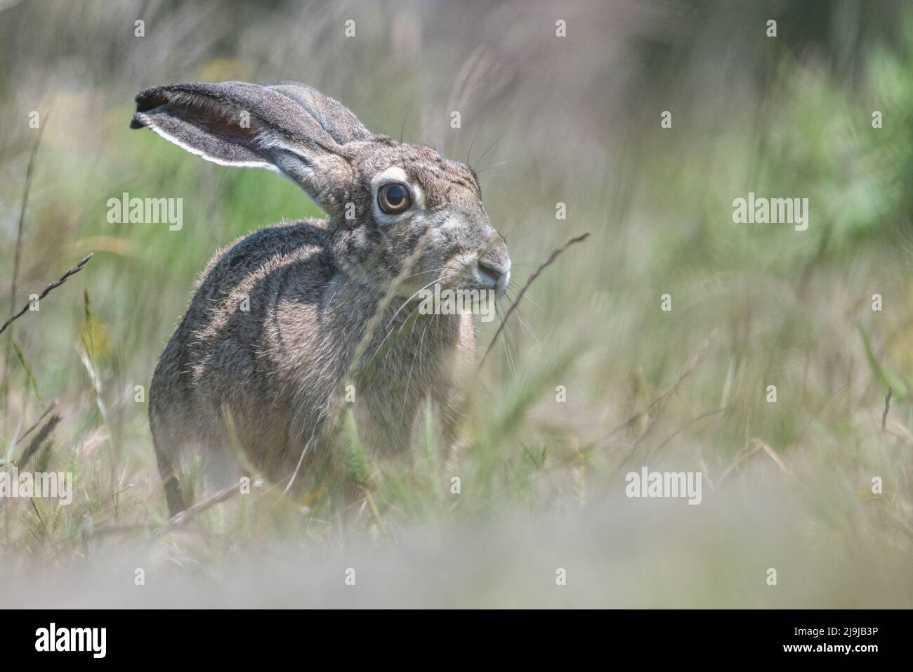 A black-tailed jackrabbit (Lepus californicus) in a meadow within Point ...