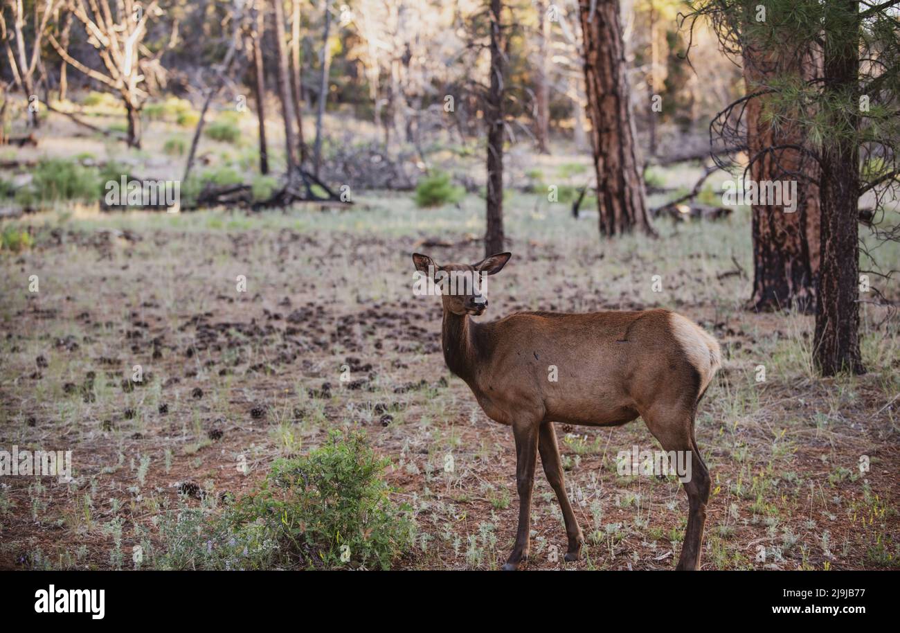 Deer Fawn, Bambi, capreolus. White-tailed young roe. Beautiful wildlife ...