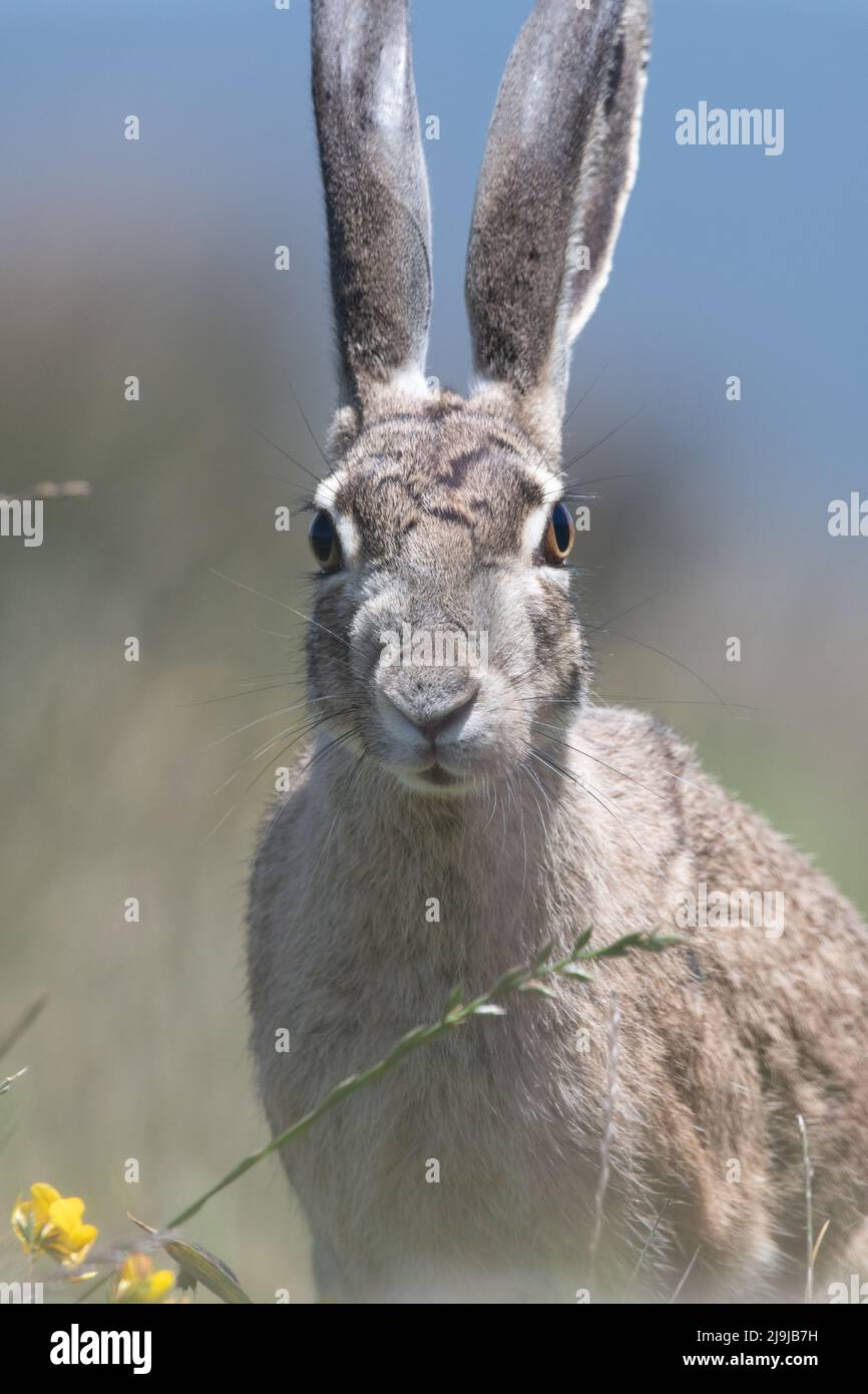 A black-tailed jackrabbit (Lepus californicus) in a meadow within Point ...