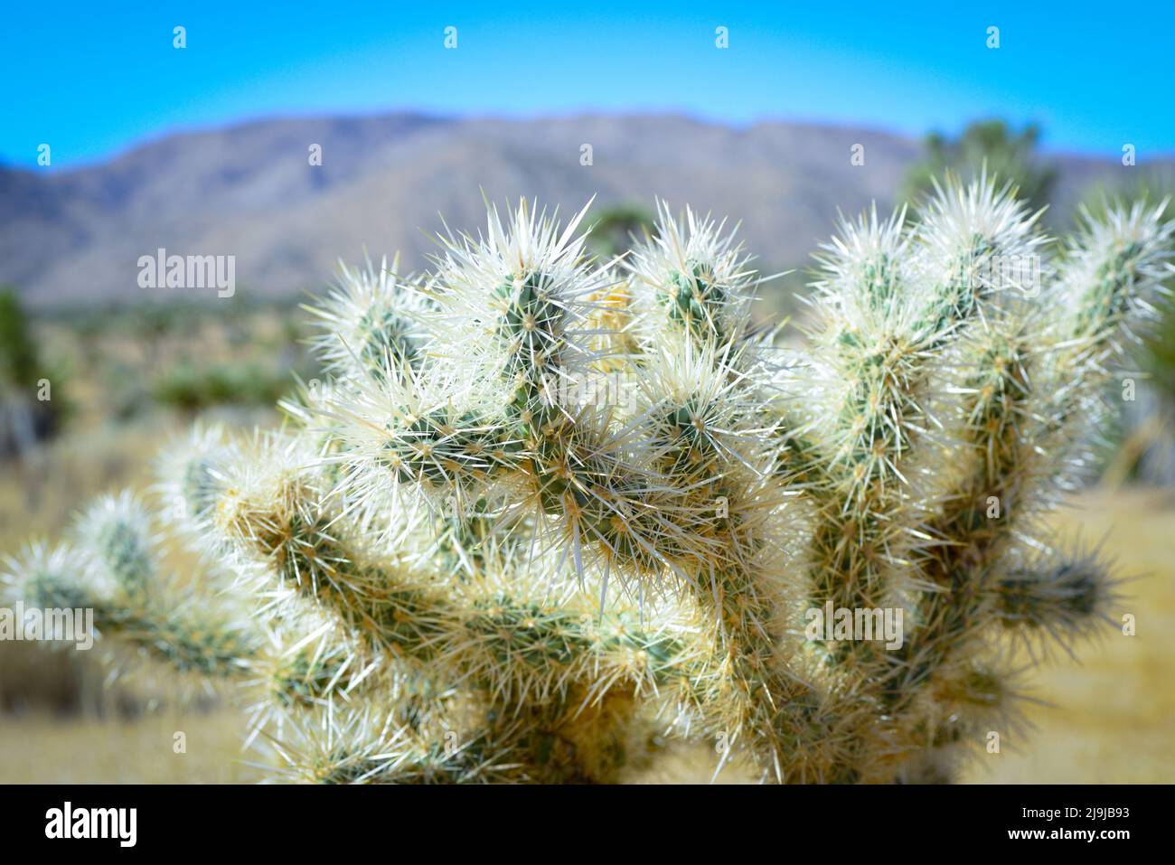 The unique Cholla cactus garden with distant mountains in Joshua tree ...