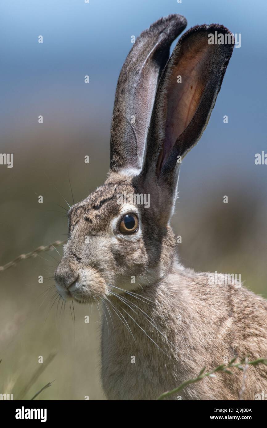 A black-tailed jackrabbit (Lepus californicus) in a meadow within Point ...