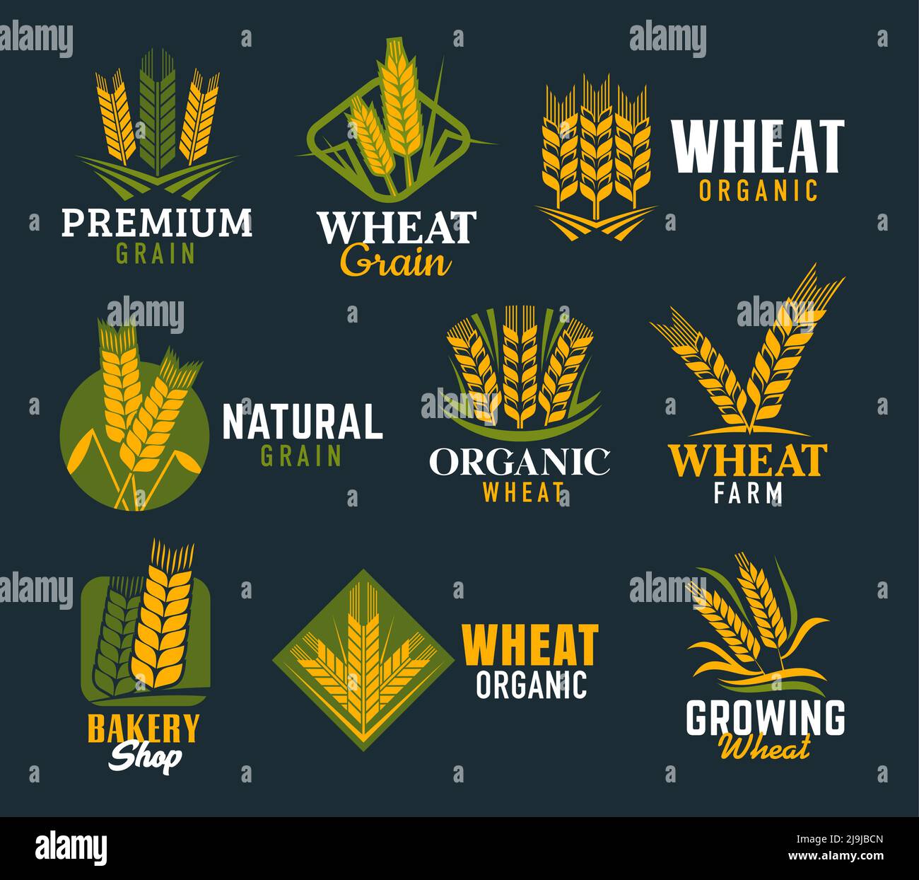 Agriculture cereal ears and spikes. Vector wheat, rye and barley stalk ...