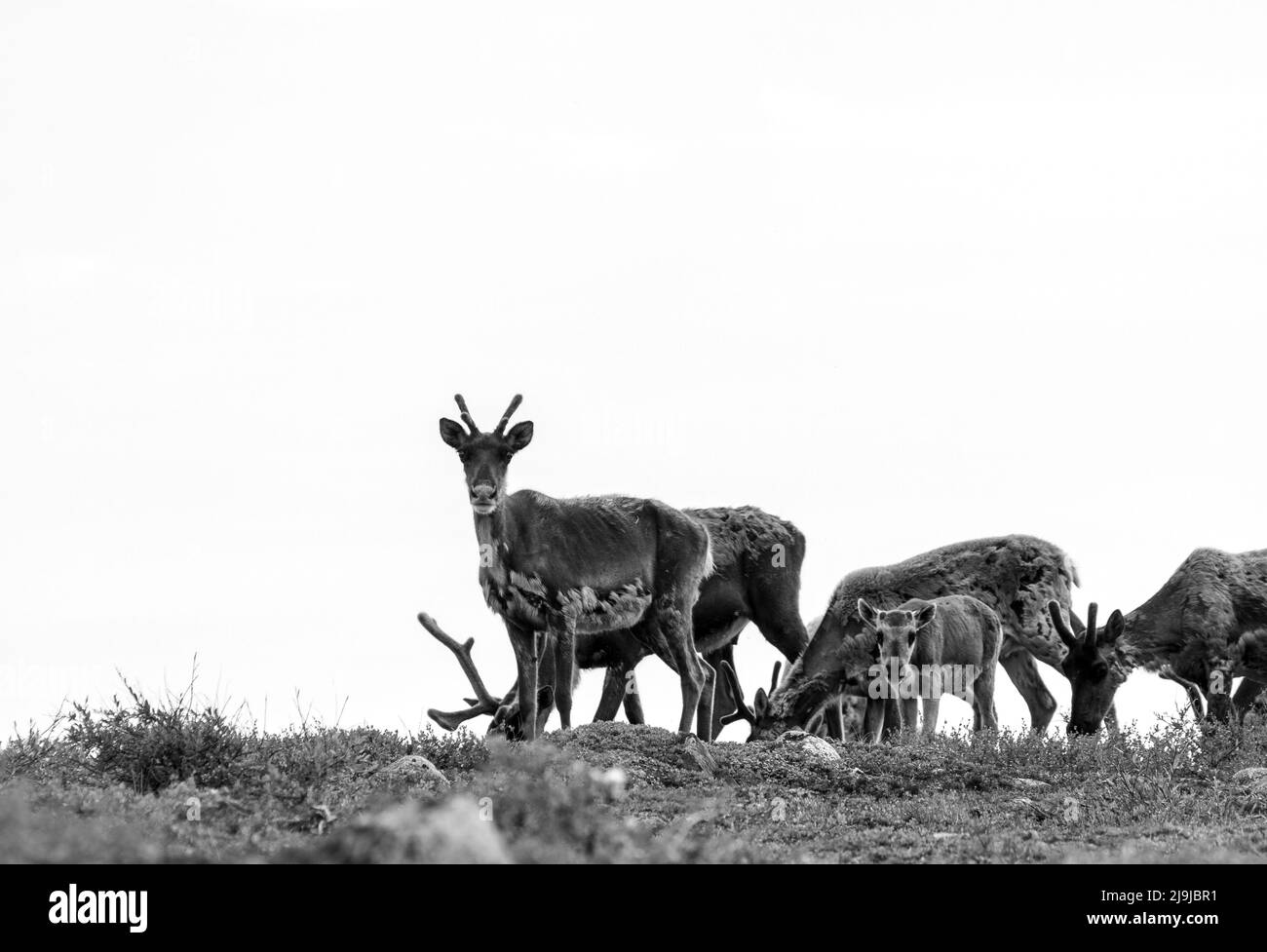Barren grounds Black and White Stock Photos & Images - Alamy