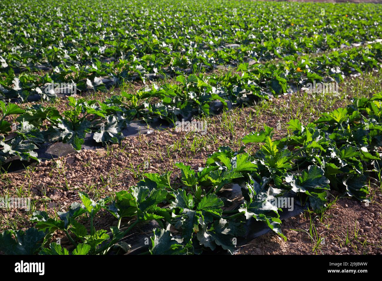 Young zucchini plants growing on farm land Stock Photo - Alamy