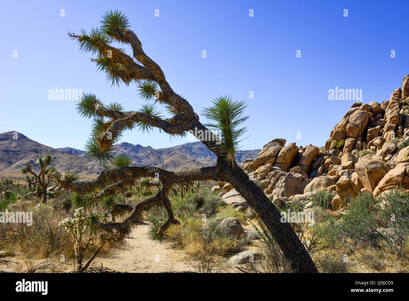 The unique Joshua tree with it's hairy trunk and spiky clusters amongst ...