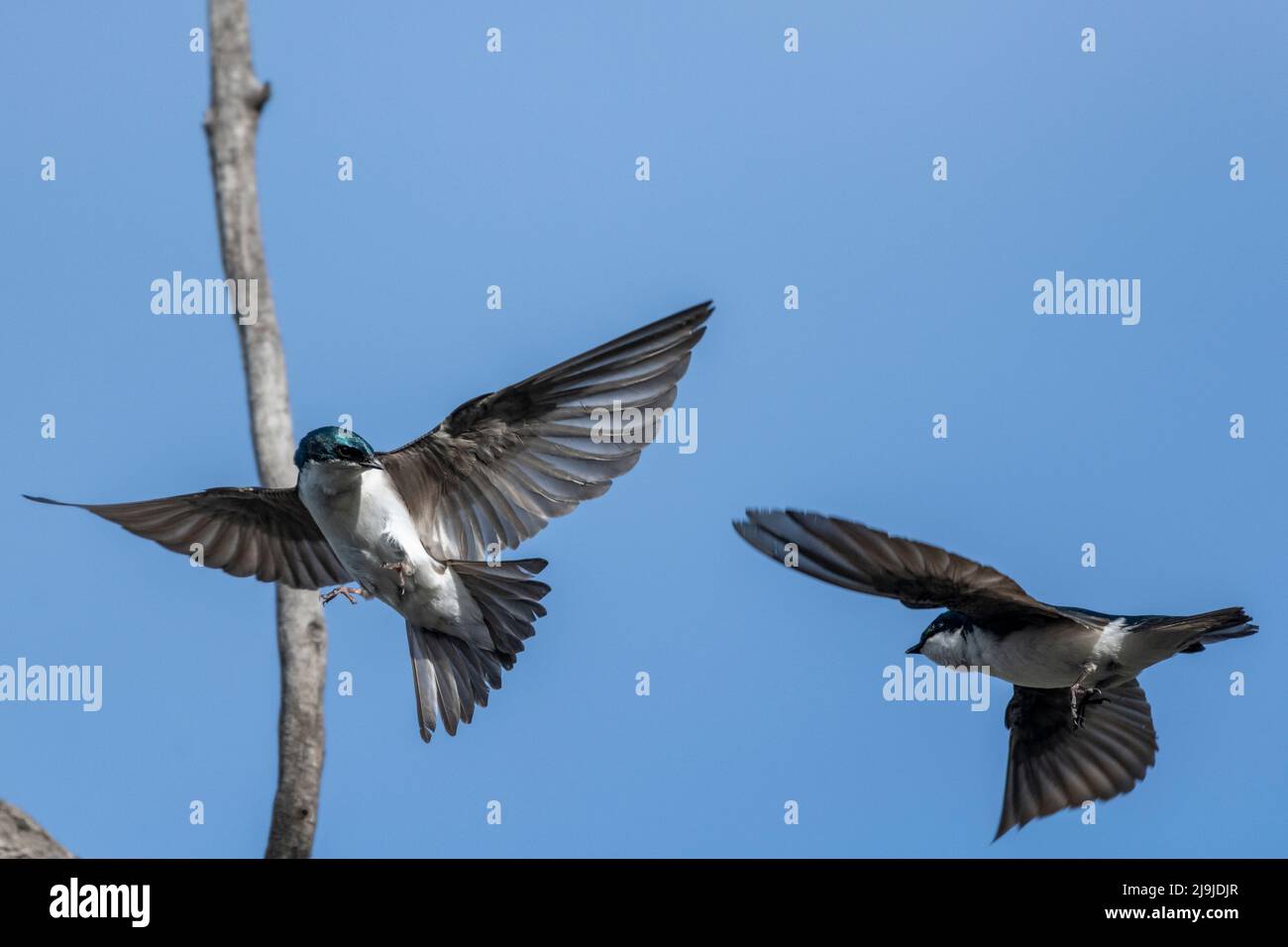 Tree swallows (Tachycineta bicolor) in flight, Carburn Park, Calgary ...