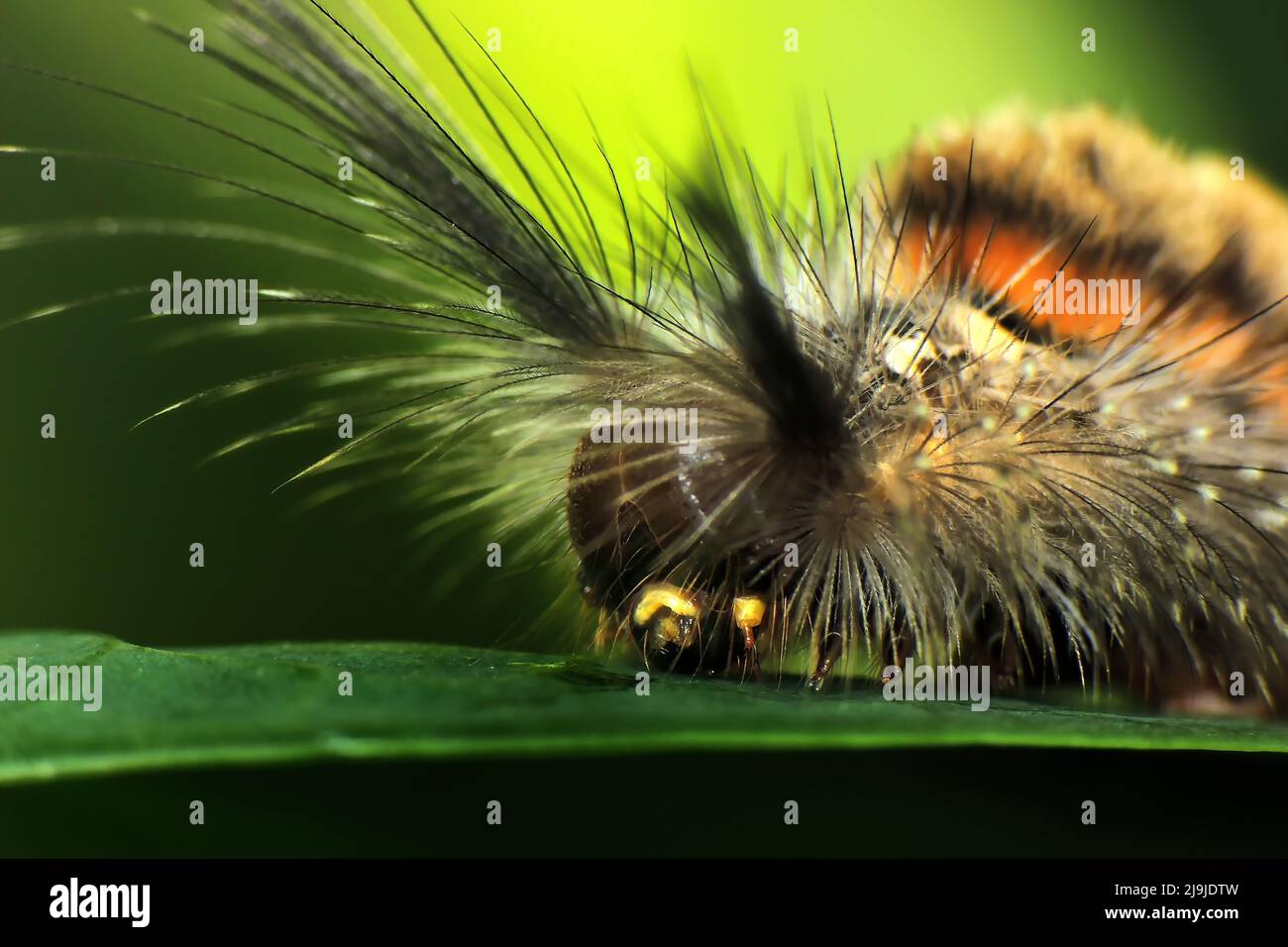 Close up insects hi-res stock photography and images - Alamy