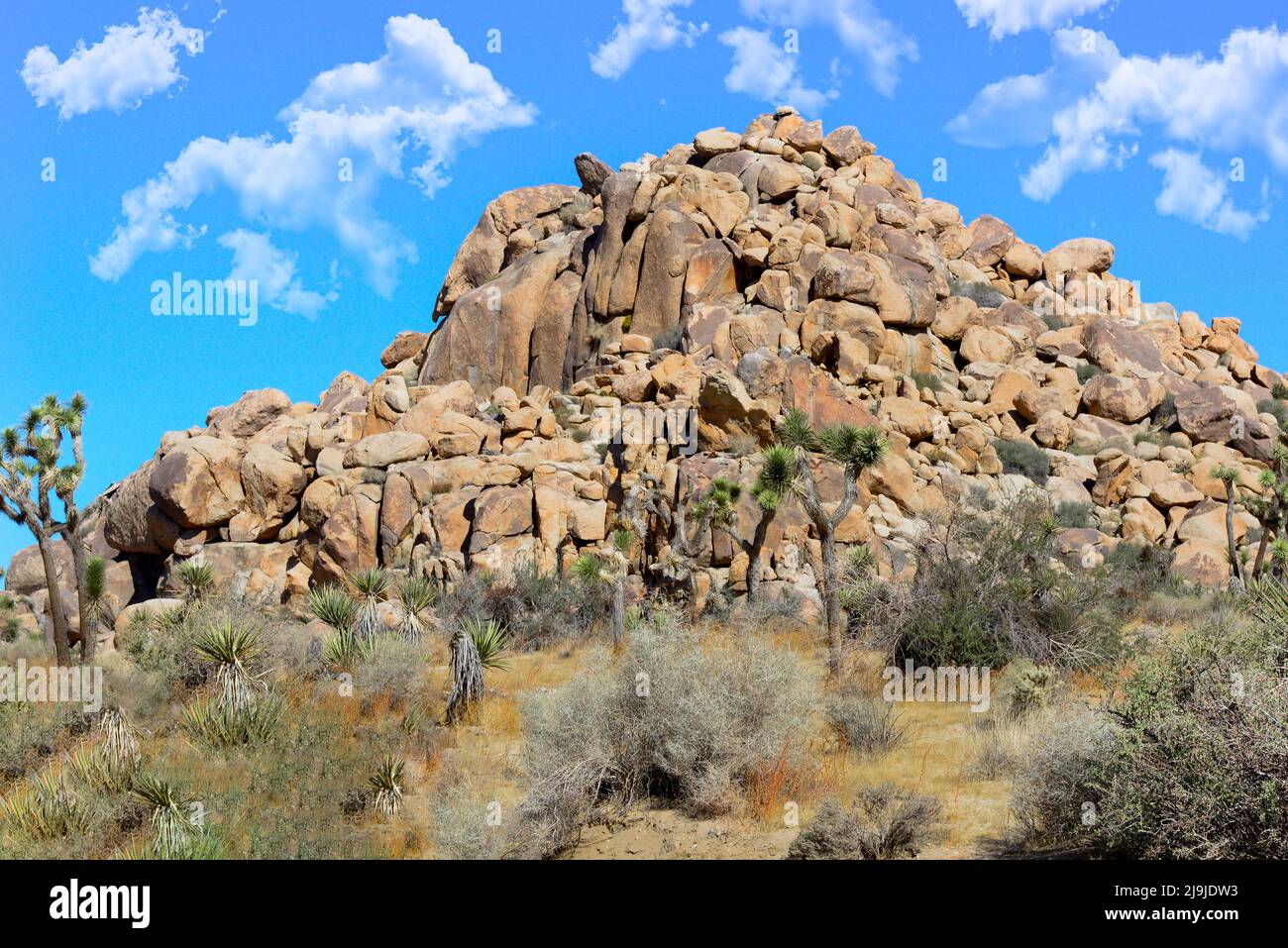The unique Joshua tree with it's bearded- trunk and spiky leaves in the ...