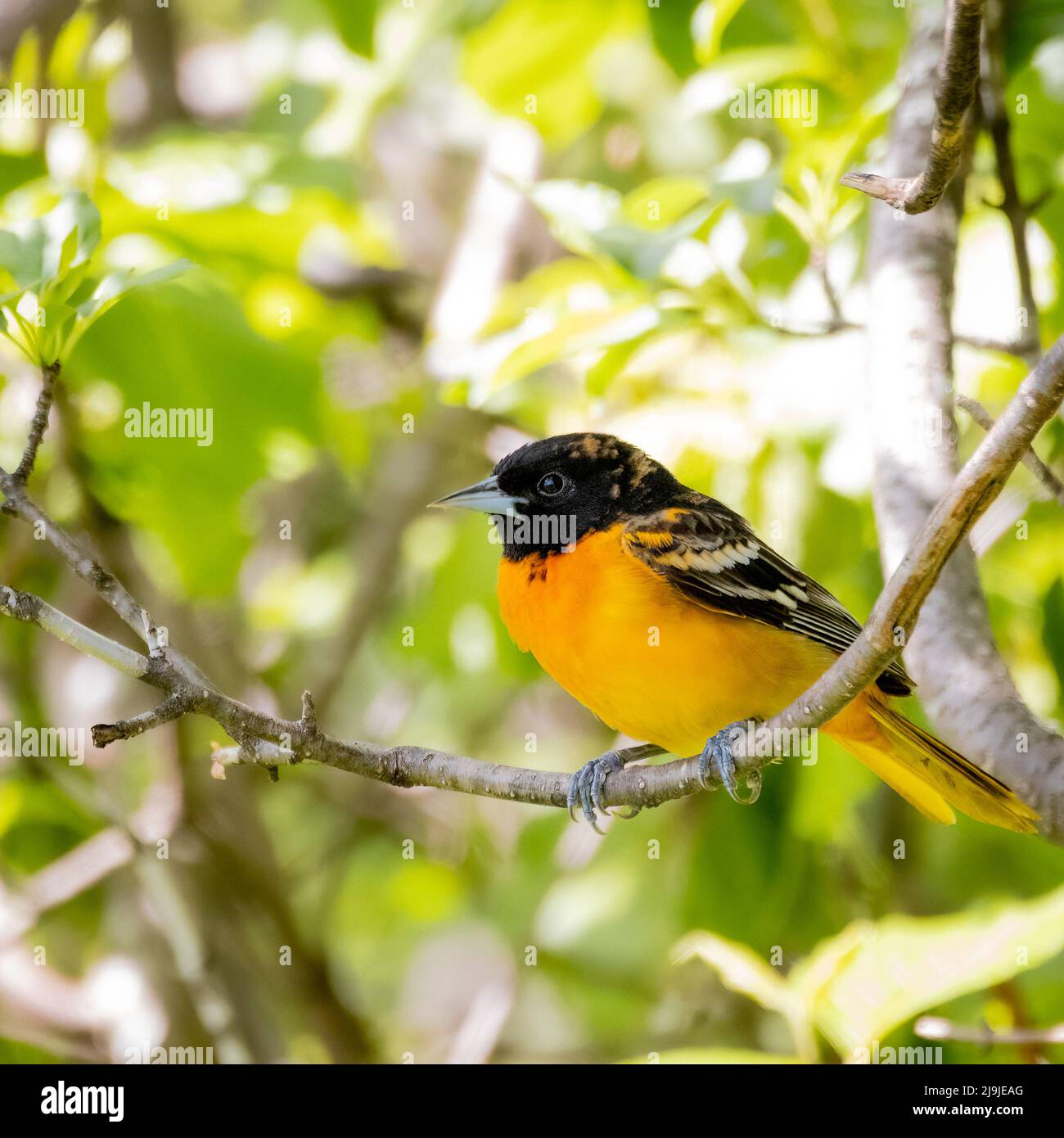 a male baltimore oriole, icterus galbula Stock Photo - Alamy