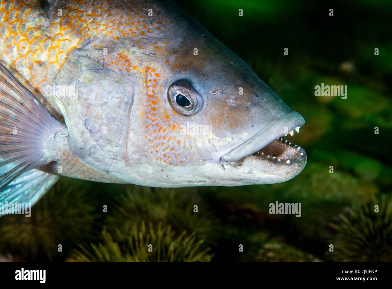 Cunner Fish underwater in the Gulf of St. Lawrence in Canada Stock ...