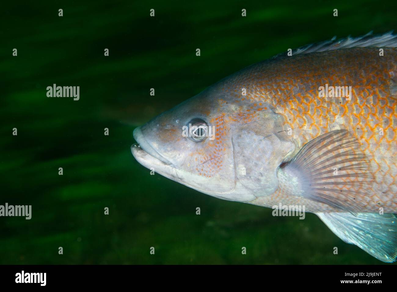 Cunner Fish underwater in the Gulf of St. Lawrence in Canada Stock ...