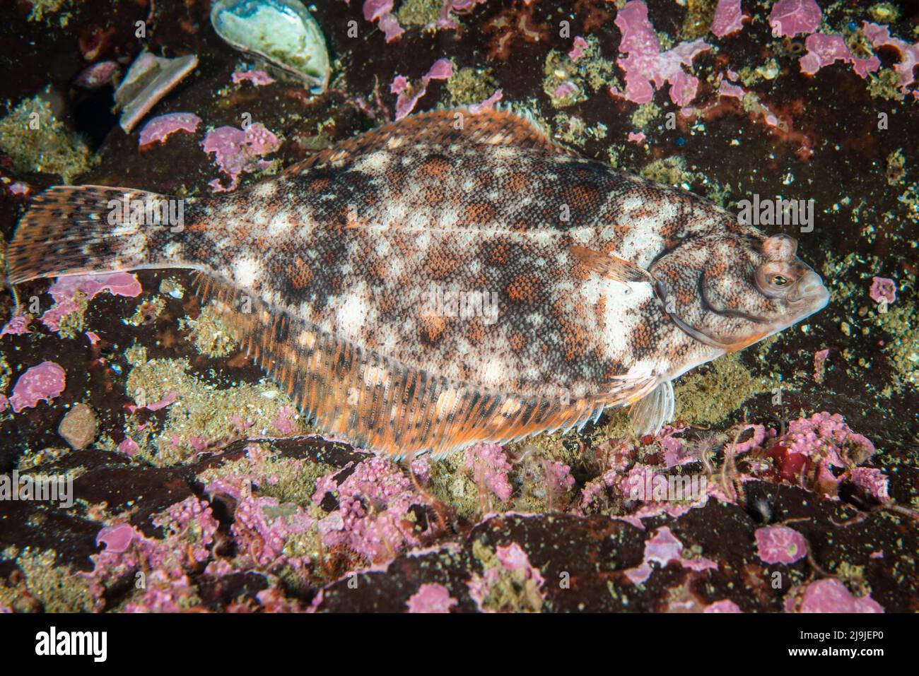 American plaice resting on the bottom of the St. Lawrence River Stock ...