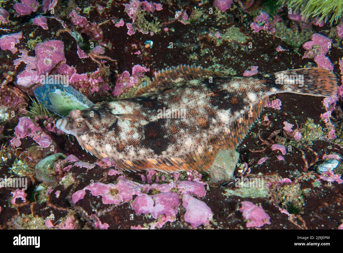 American plaice hi-res stock photography and images - Alamy
