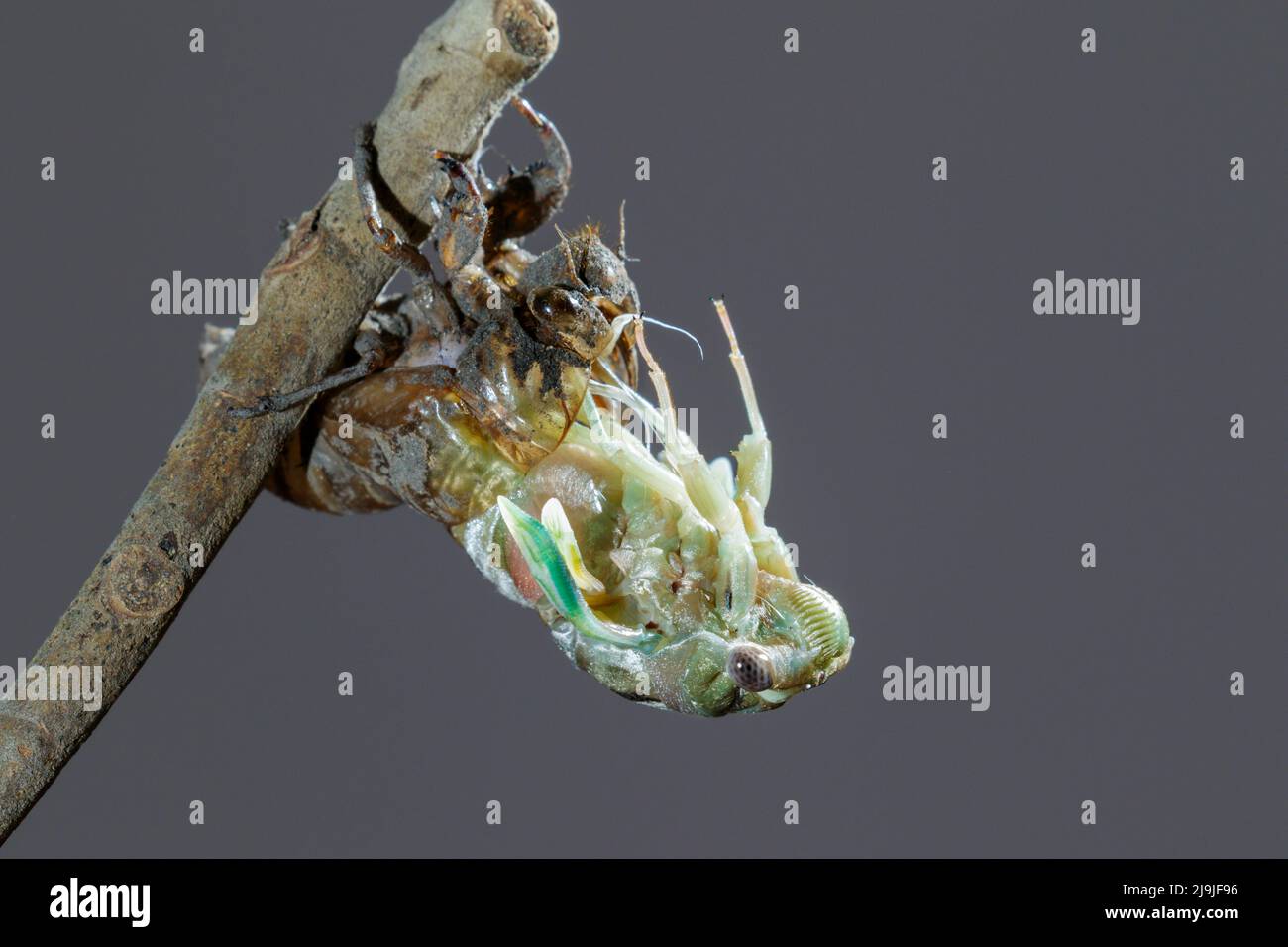 Resh cicada (Megatibicen resh) emerging from nymph during moulting ...