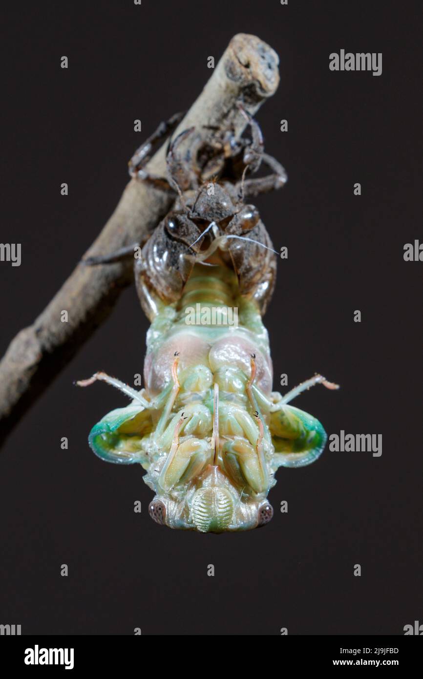 Nymph insects hi-res stock photography and images - Alamy