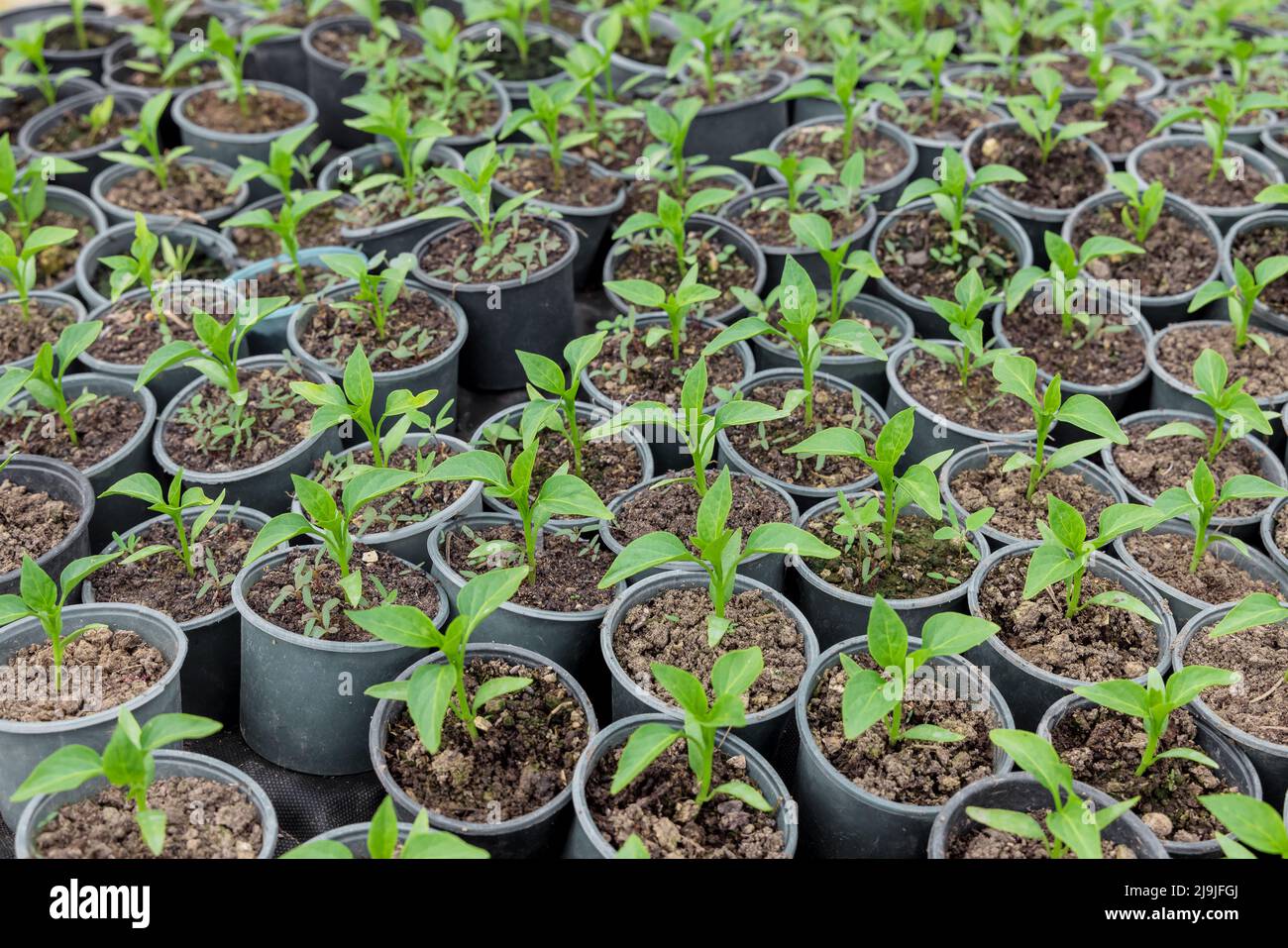 Bulgarian pepper sprout hi-res stock photography and images - Alamy