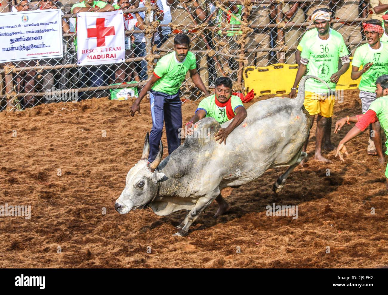 Indian (Tamil Nadu) Pongal festival program bull timing game Stock ...