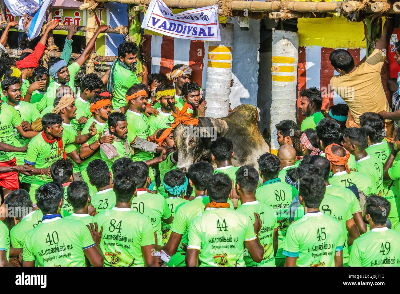 Indian (Tamil Nadu) Pongal festival program bull timing game Stock ...