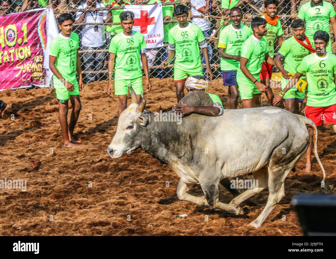 Indian (Tamil Nadu) Pongal festival program bull timing game Stock ...