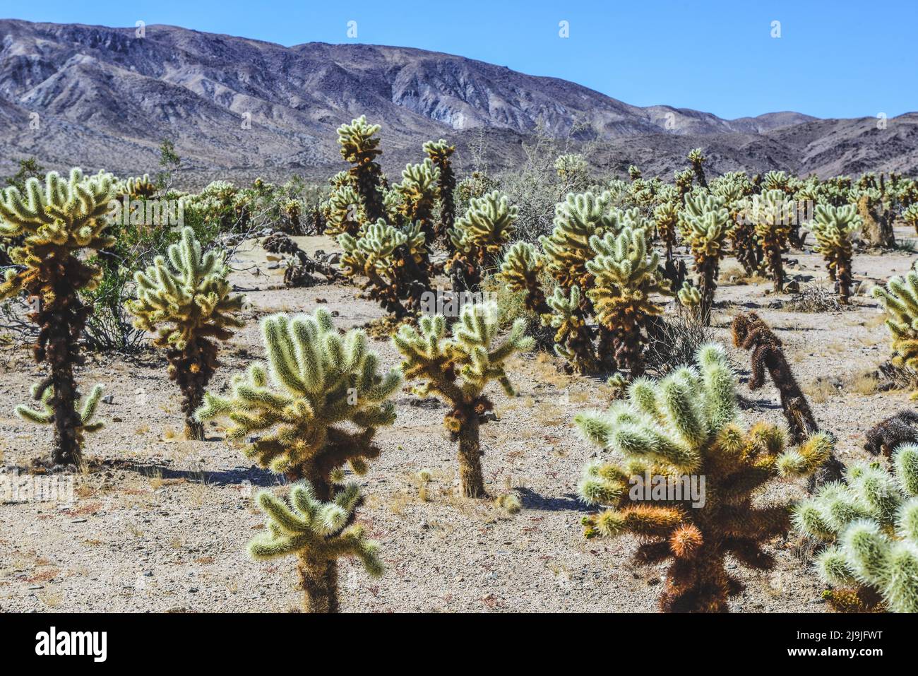 The unique Cholla cactus garden in Joshua tree National Park in the ...