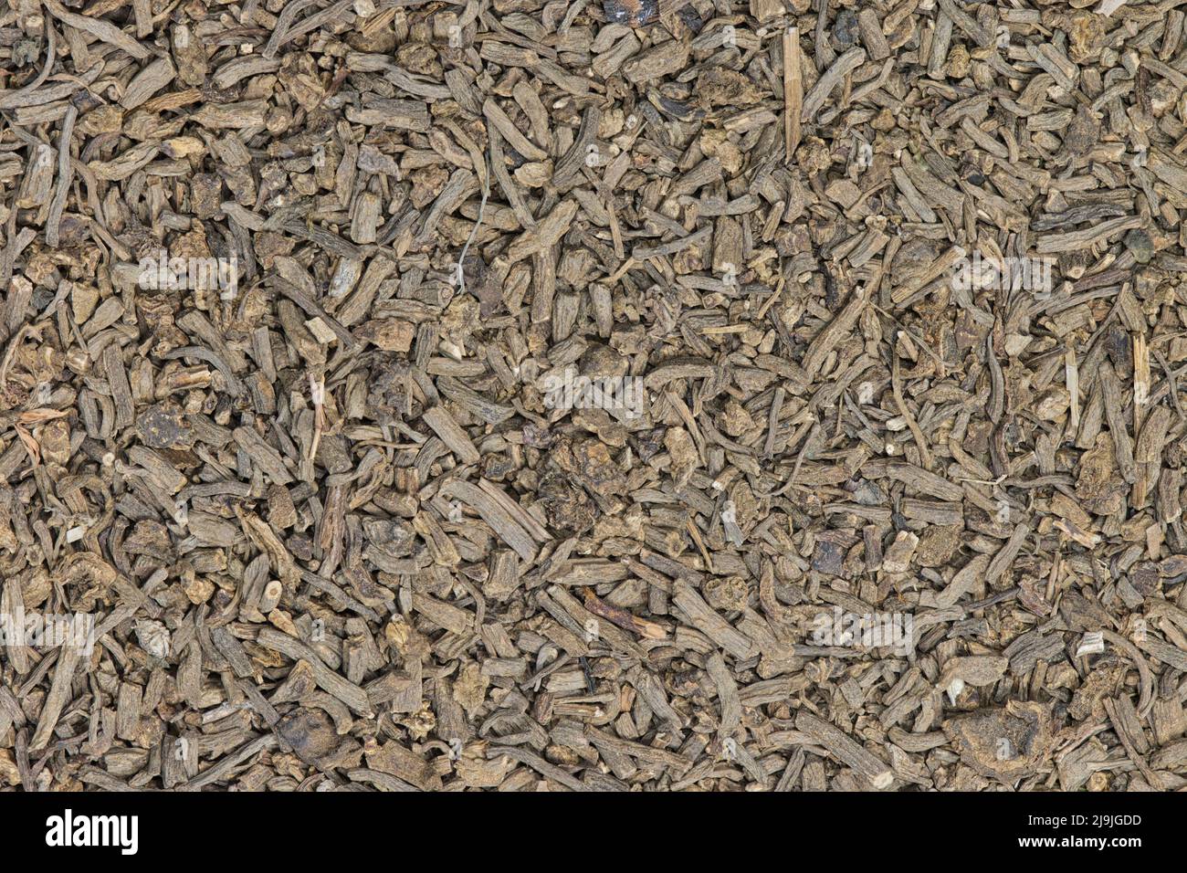 Dried Valerian root pieces (Valeriana officinalis), closeup background ...