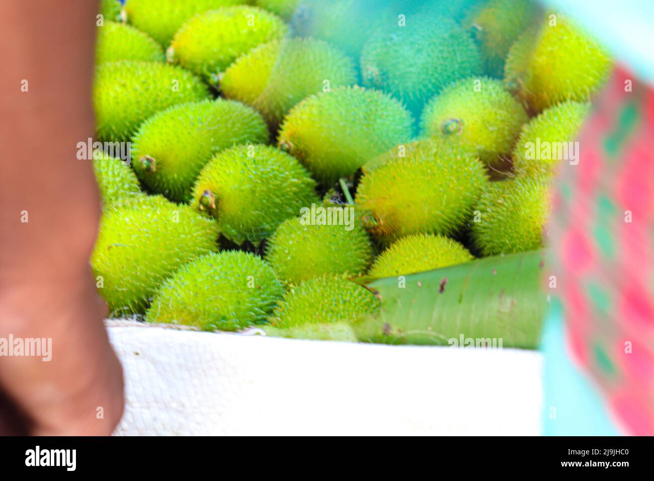 fresh healthy Sweet Bitter Gourd stock on shop for sell Stock Photo - Alamy