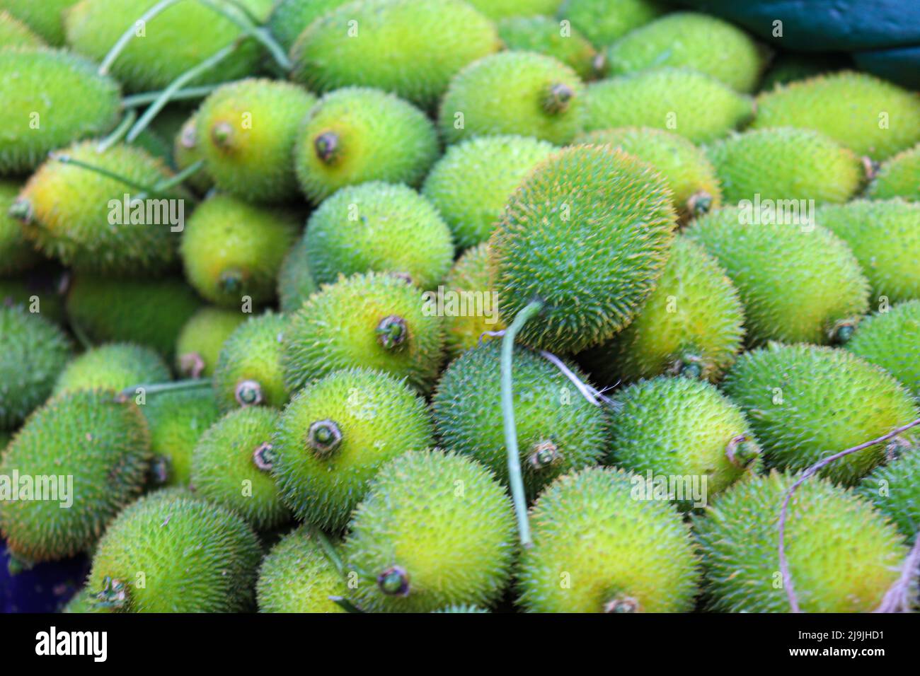 Sweet bitter gourd hi-res stock photography and images - Alamy
