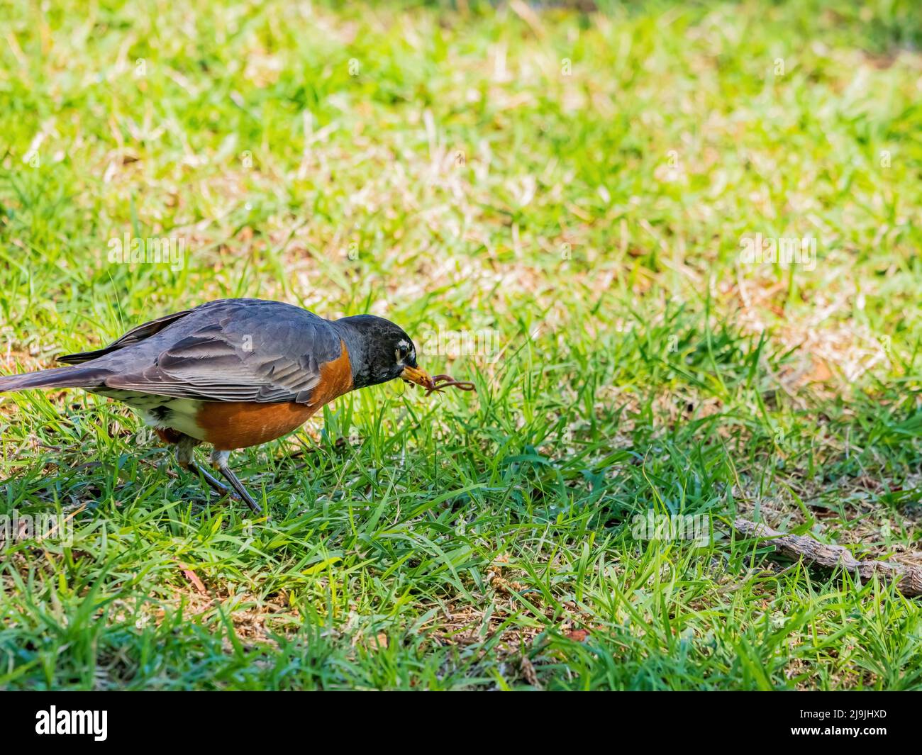 American earthworm hi-res stock photography and images - Alamy