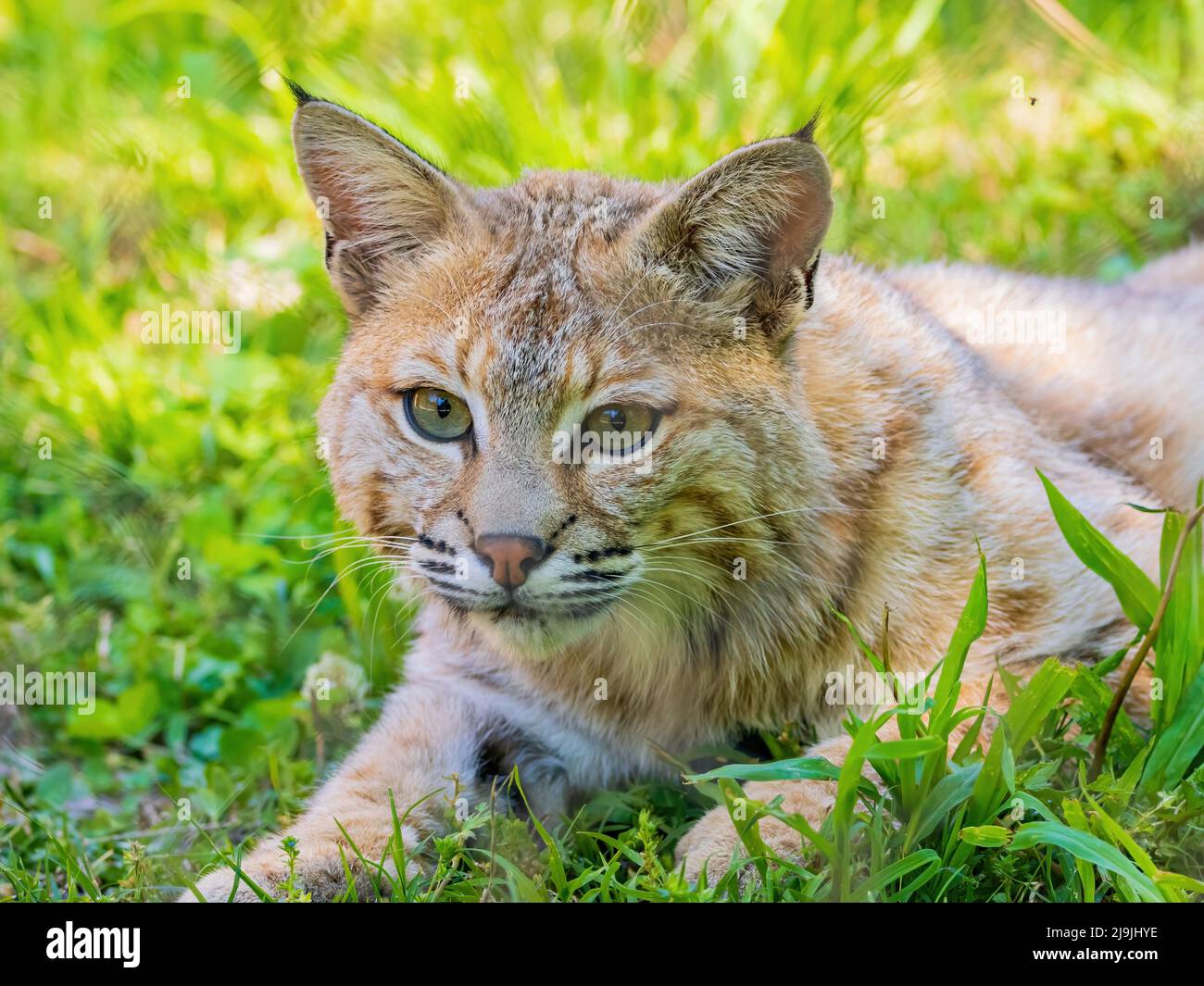 Mexican bobcat hi-res stock photography and images - Alamy