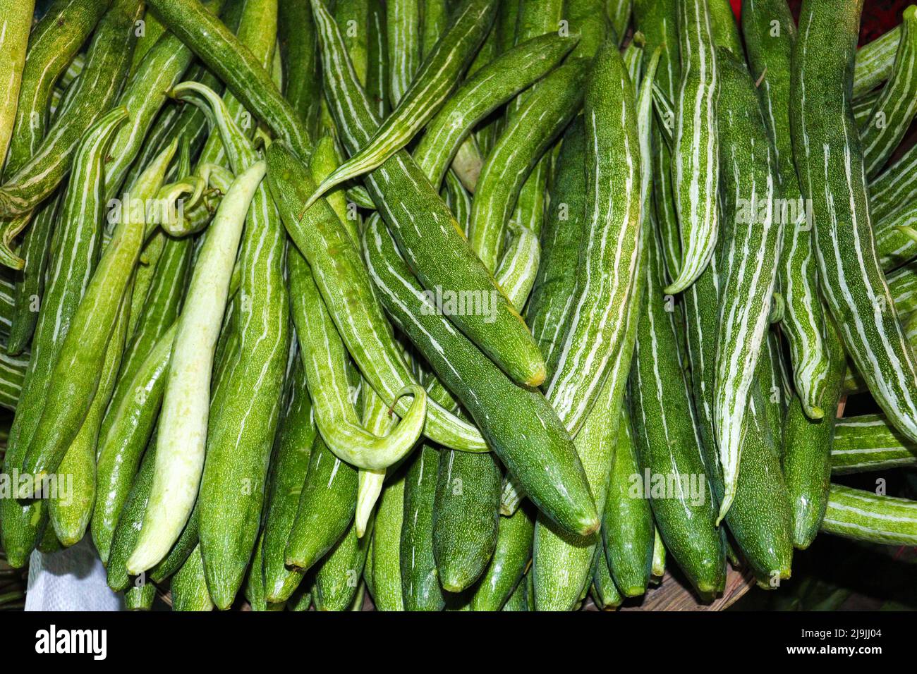 fresh and healthy Snake Gourd stock on shop Stock Photo - Alamy