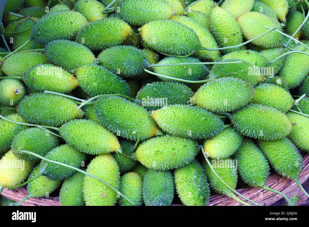 Sweet bitter gourd hi-res stock photography and images - Alamy