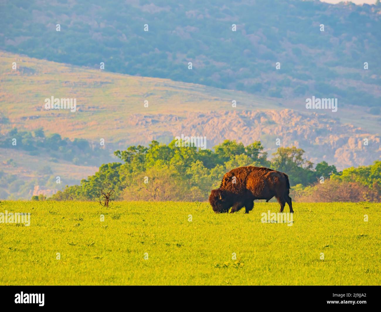 Closeup shot buffalo bison hi-res stock photography and images - Alamy