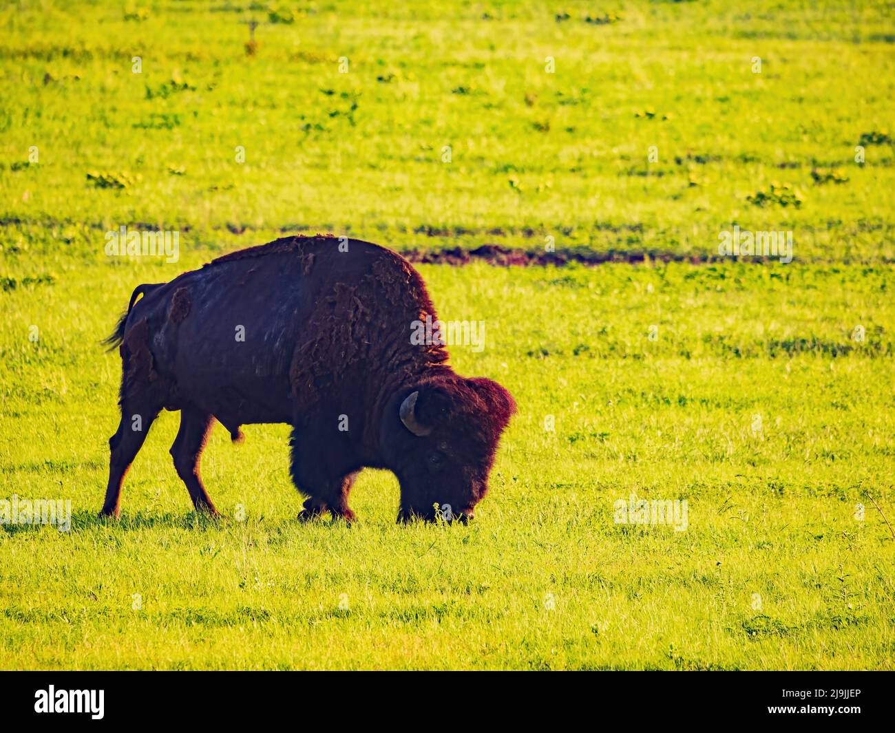 Closeup shot buffalo bison hi-res stock photography and images - Alamy