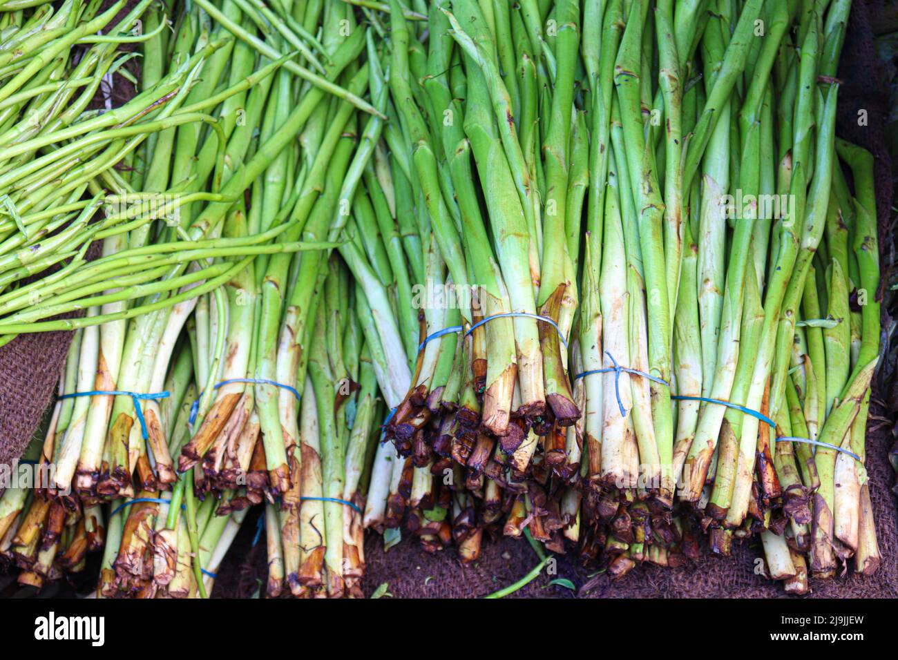 fresh and healthy green arum lobe stock on shop Stock Photo - Alamy