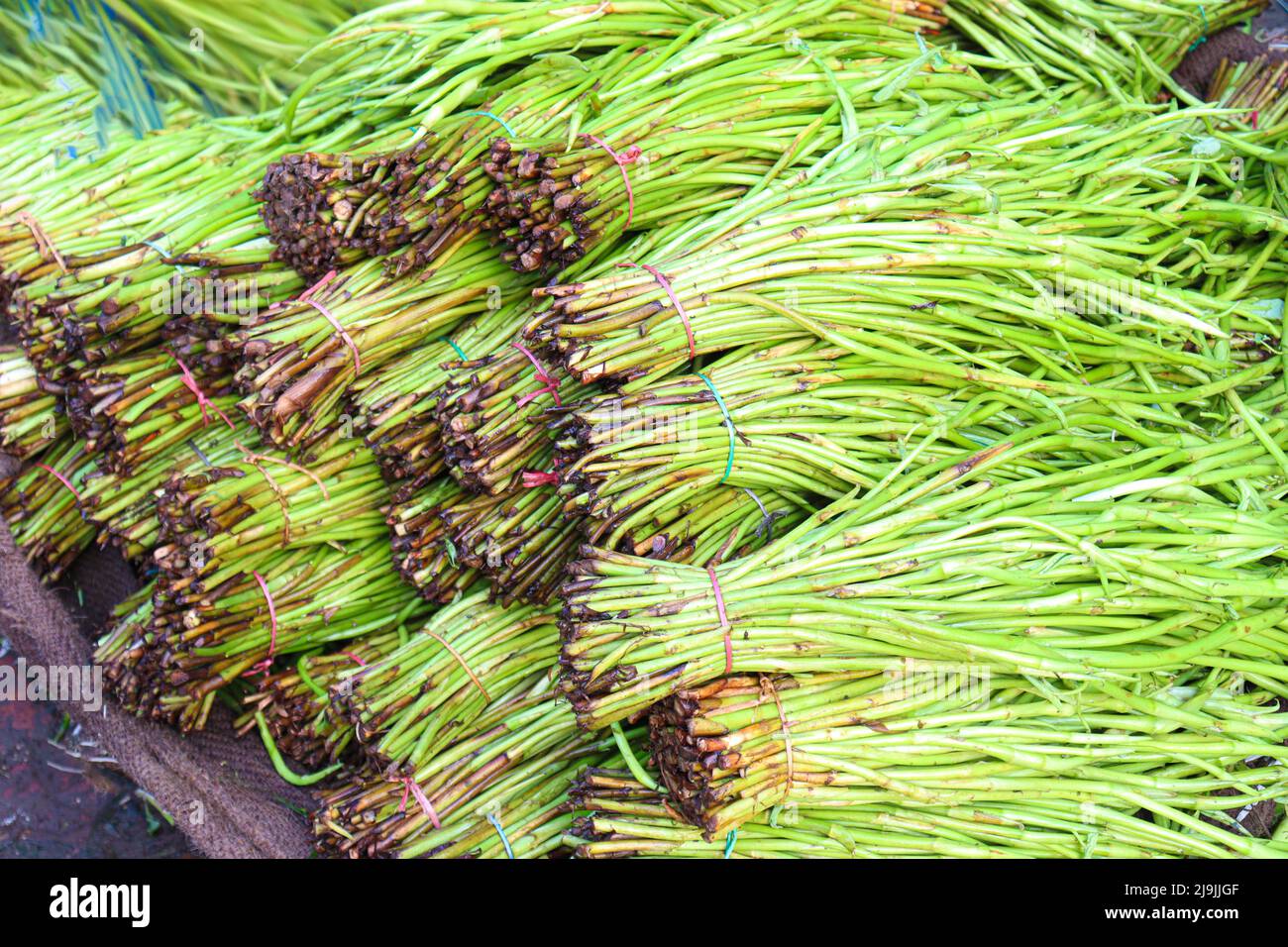 Arum lobe hi-res stock photography and images - Alamy