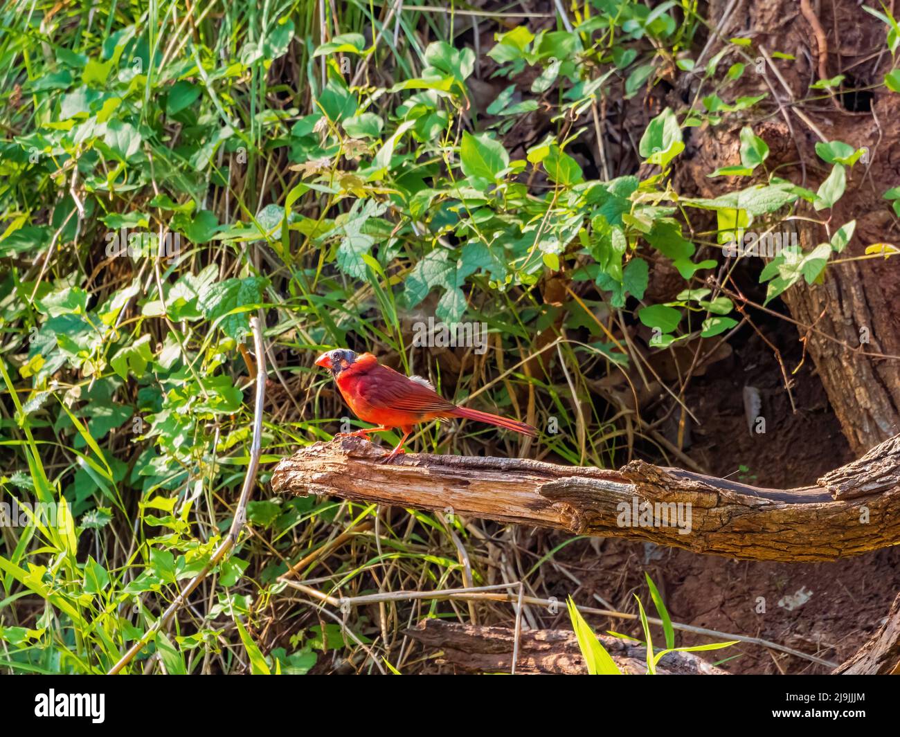 Bald northern cardinal hi-res stock photography and images - Alamy