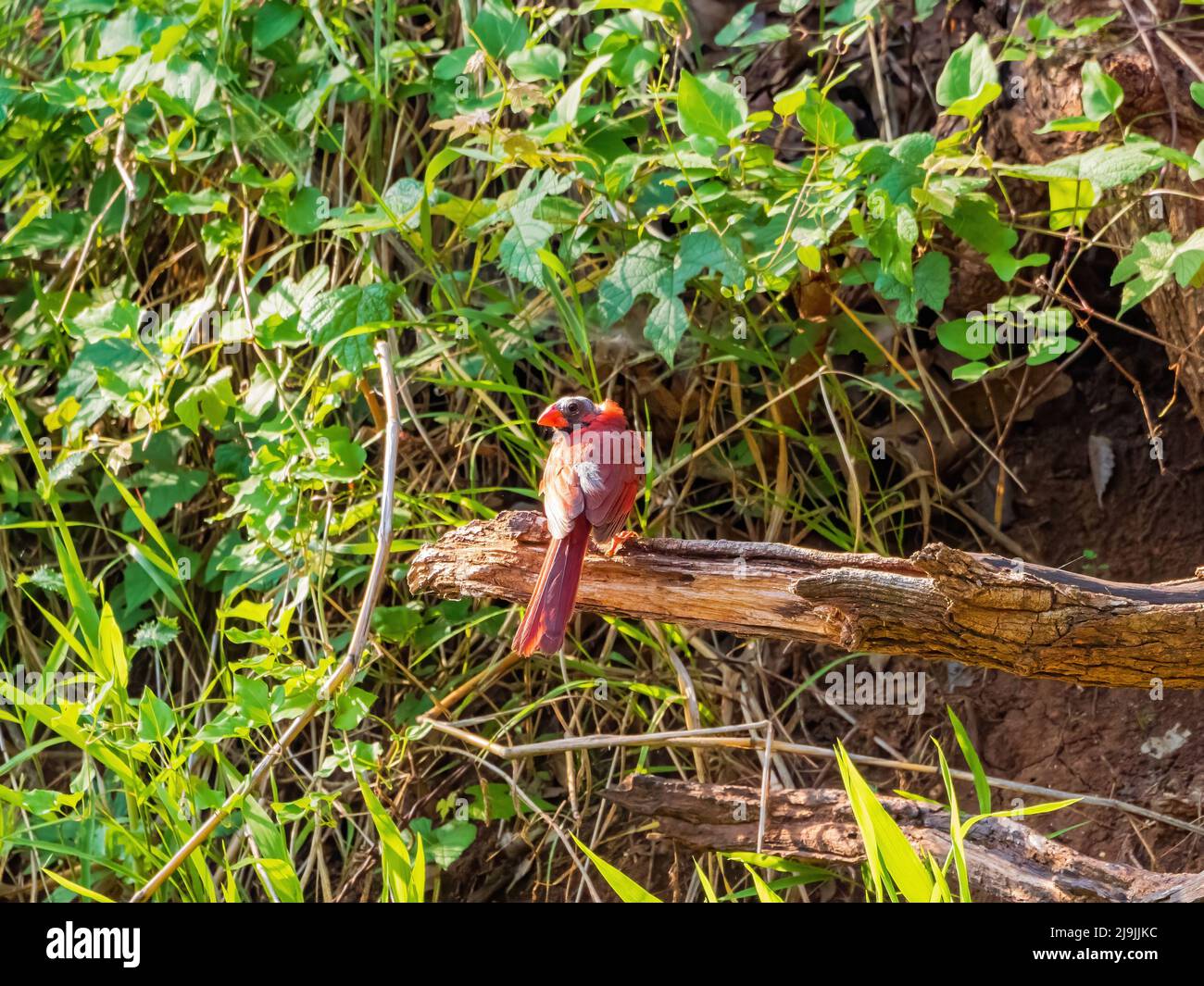 Bald northern cardinal hi-res stock photography and images - Alamy